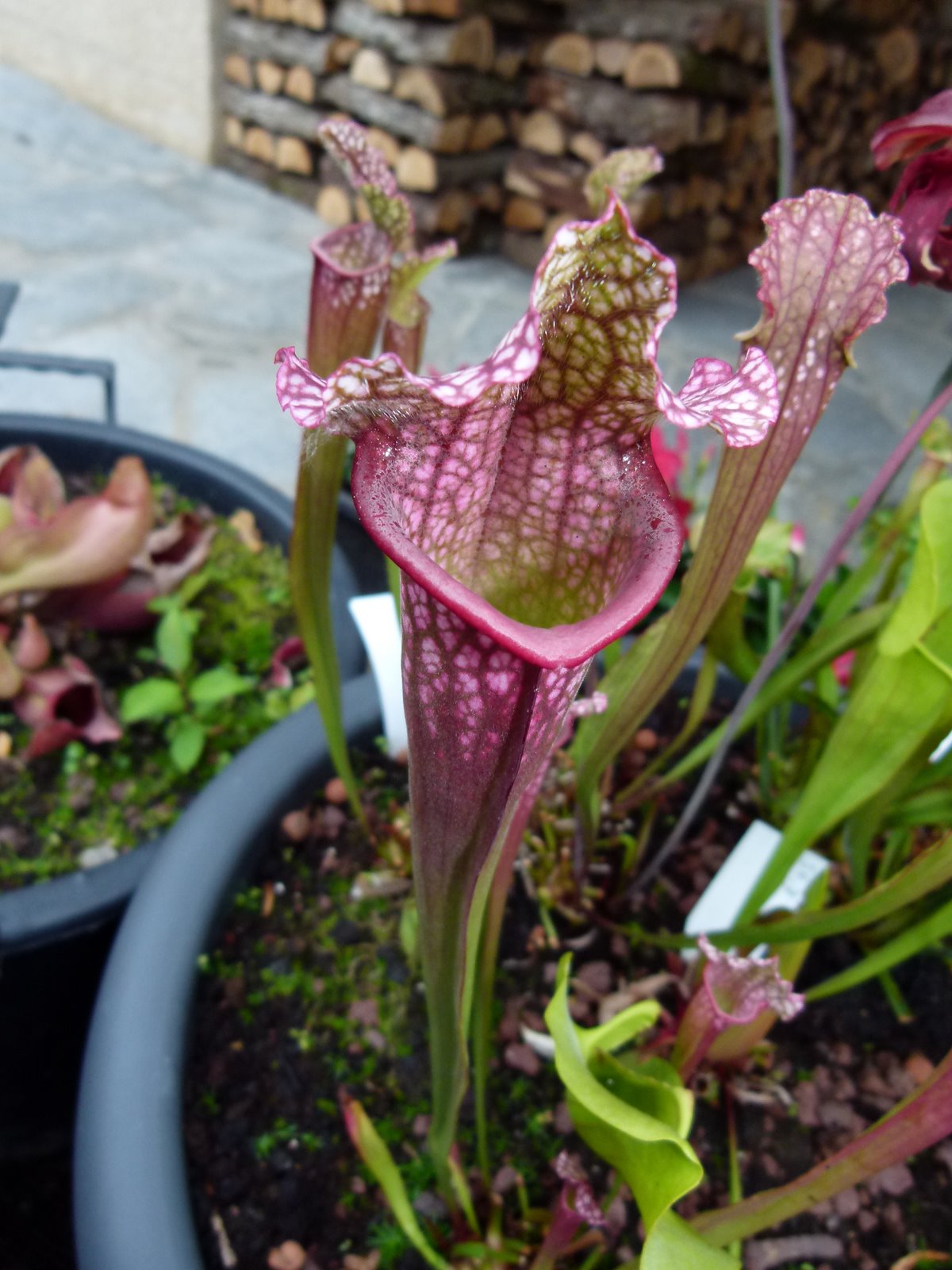 photos de mes plantes carnivores: juthatip soper