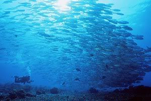 My Favorite Places in The World: Tubbataha Reef, Palawan