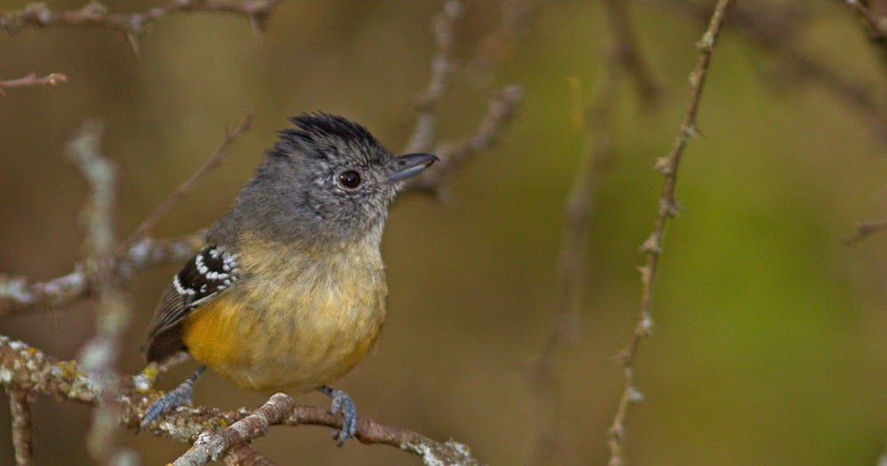 mis fotos de aves: Thamnophilus caerulescens Choca Corona Negruzca ...