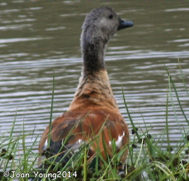 South African Photographs: Shelduck Duck