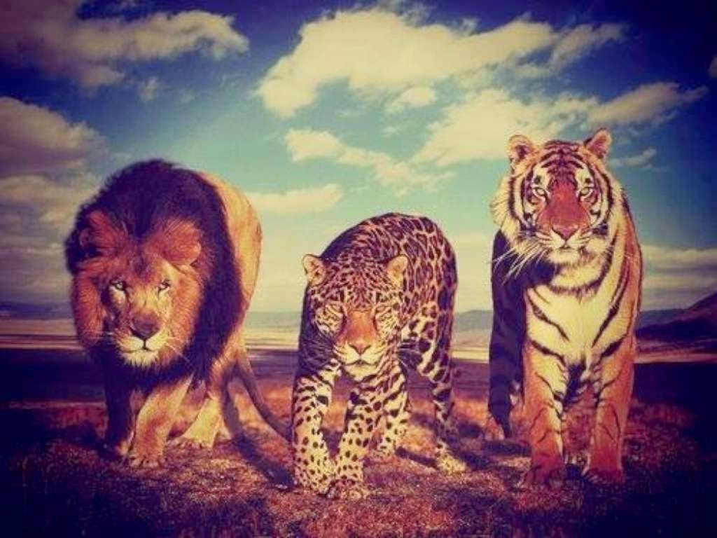 Arkaplan Duvarkağıdı Resimleri: Aslan Resimleri ( Wallpaper )