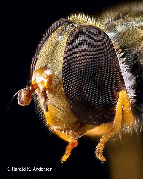 Microscope World Blog: Marmalade Hoverfly under the Microscope Lens