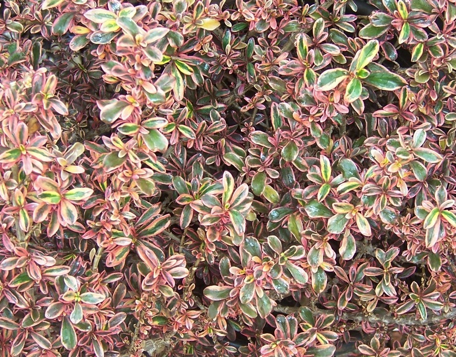The 2 Minute Gardener: Photo - Sunburst Coprosma (at Village Nurseries)