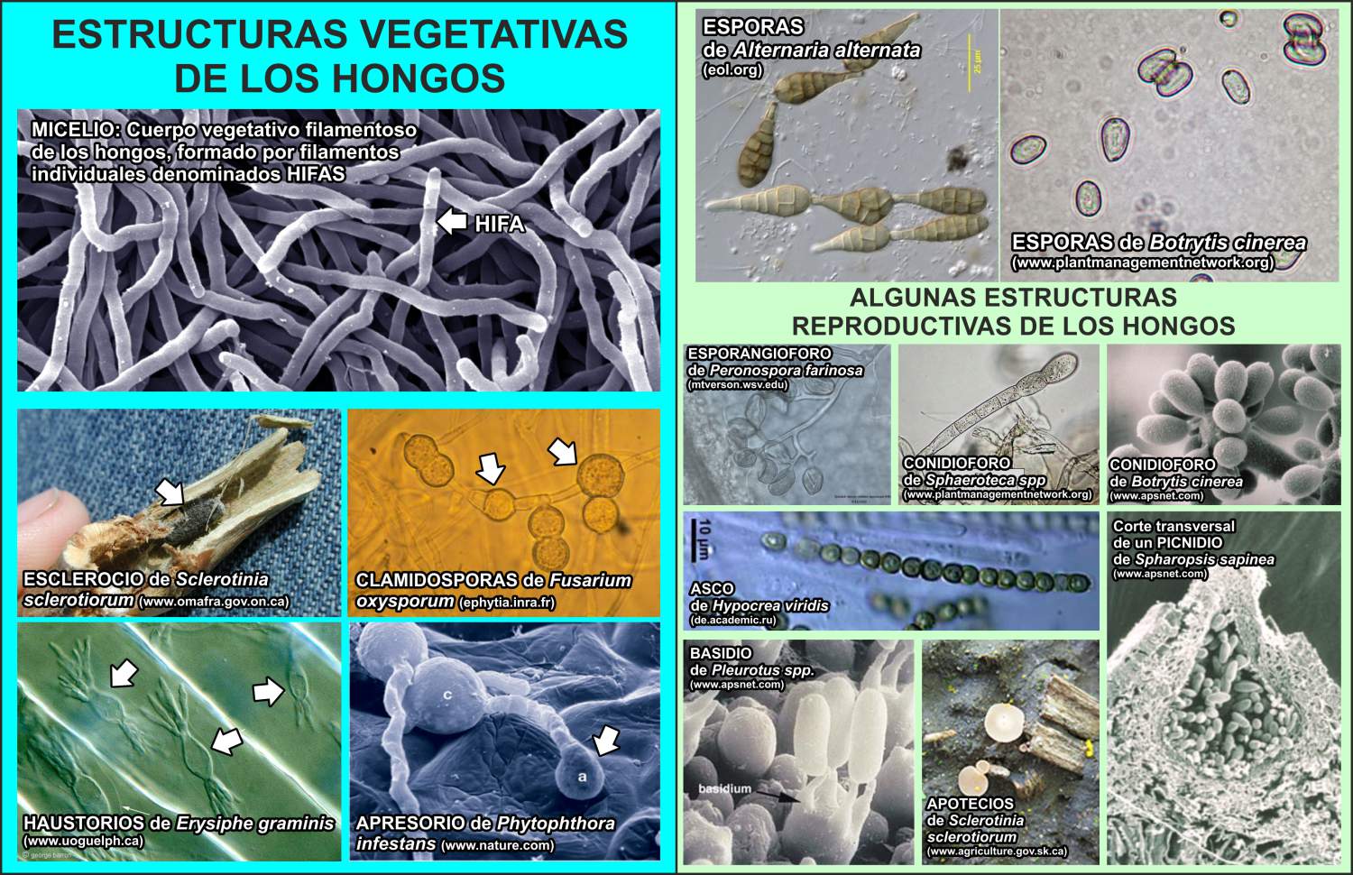 Homo agricola: Hongos fitopatógenos, enemigos infiltrados (Capítulo 1 ...