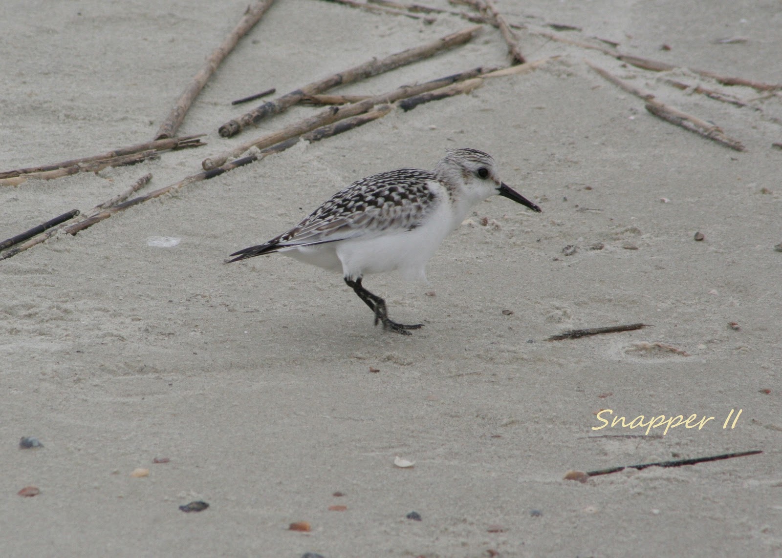 Snapper II: Small Sand Piper.