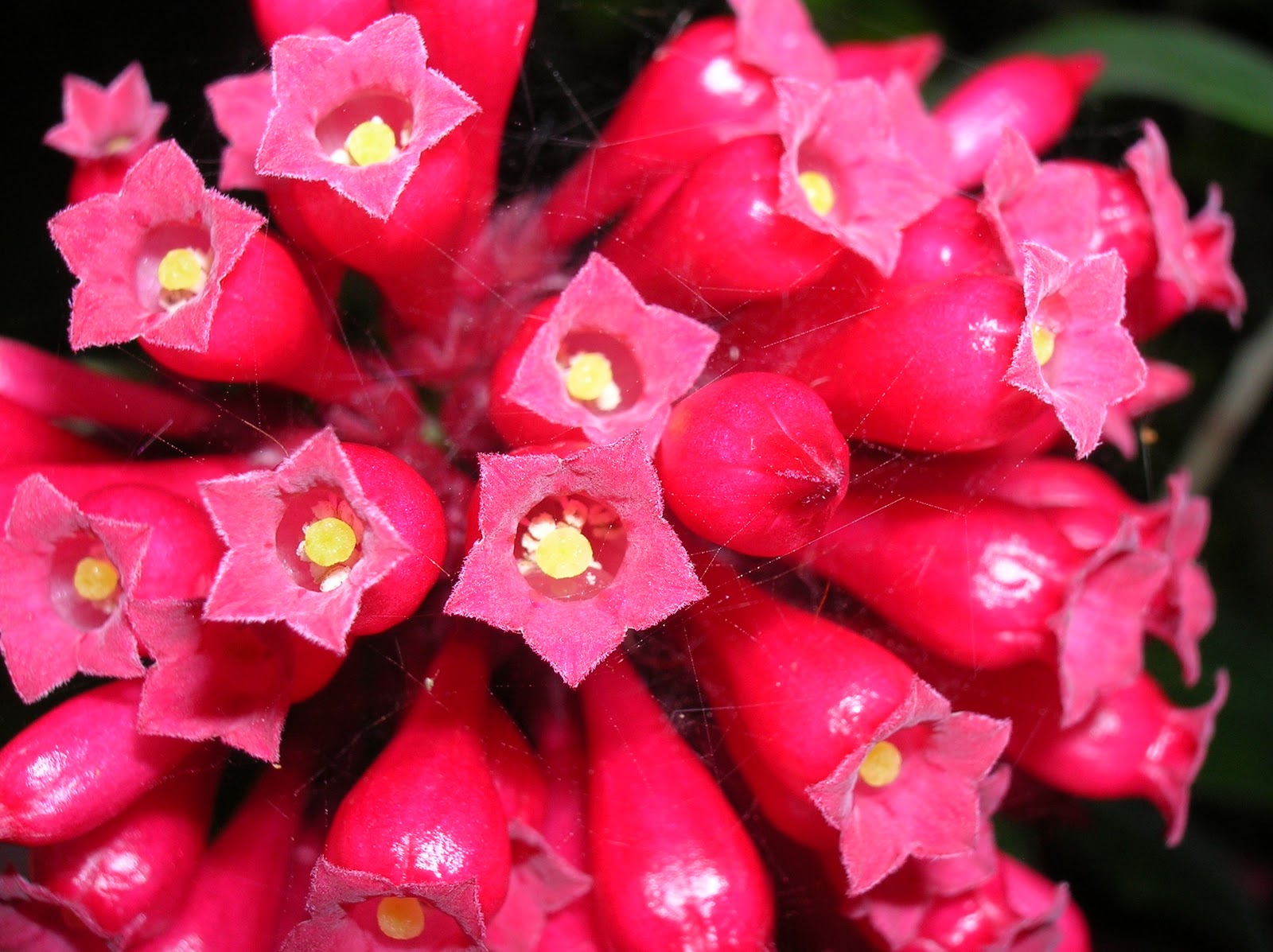 Recregarden: CESTRUM ELEGANS