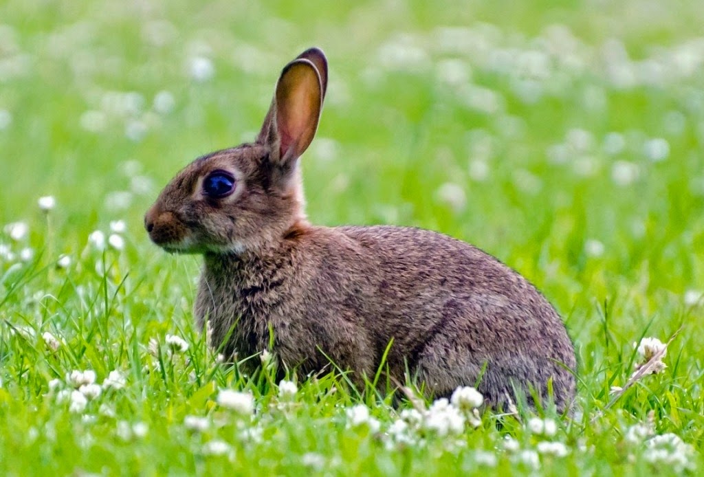 Contes d' Animals: EL CONILL