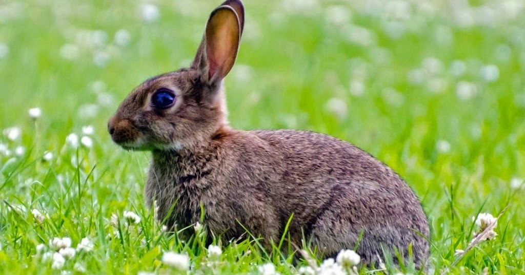 Contes d' Animals: EL CONILL