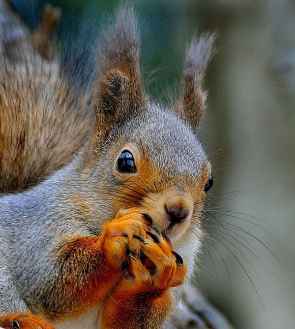 7 das Artes: Esquilos muito fofos!