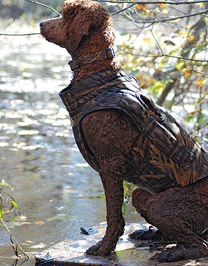 The MeadowTree Journal: Poodle Time!-The Historical Retriever