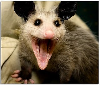 Interesting Possum Pictures and Facts | Animal Wildlife