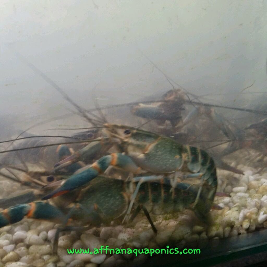 Affnan's Aquaponics: Fresh Water Red Claw
