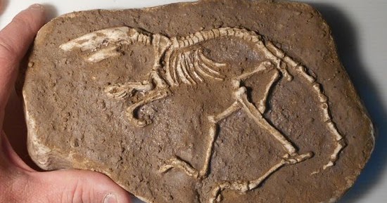 Noticias de Paleontologia: Argyrolagus, el equivalente ecológico de ...
