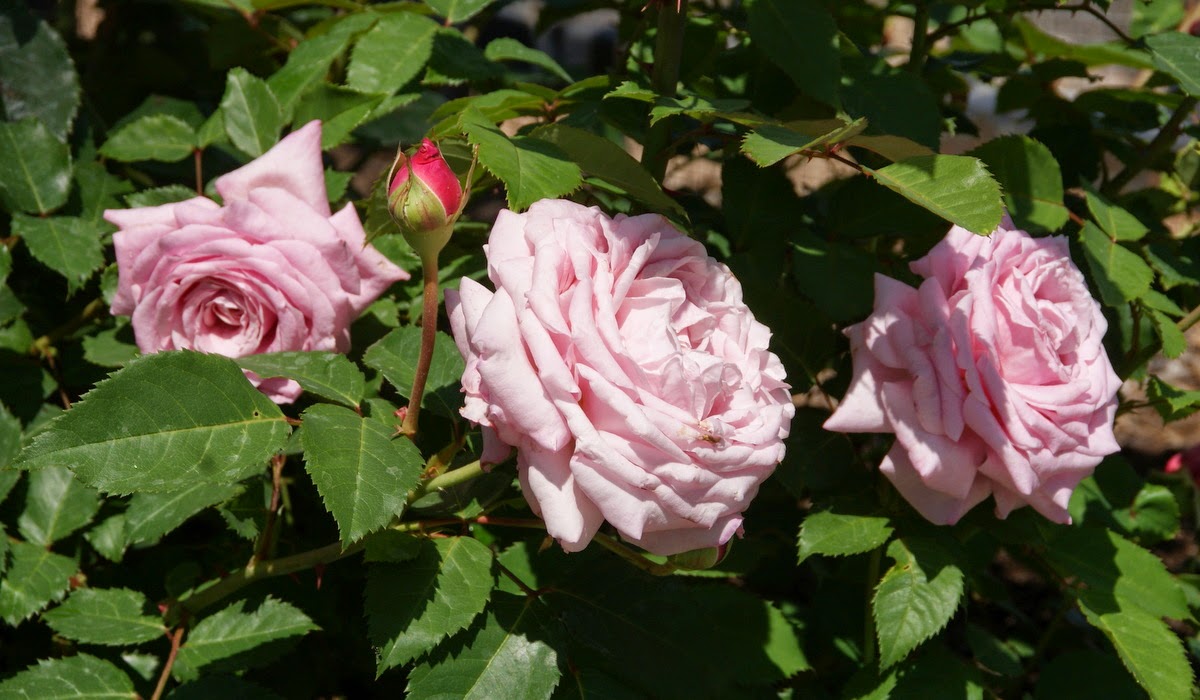 Organic Garden Dreams: June Roses
