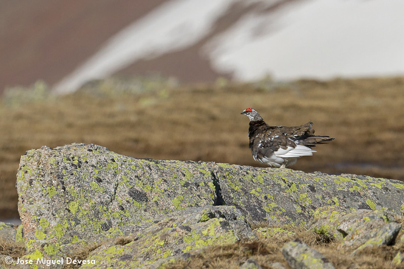 Miradas Cantábricas: A por las Perdices Blancas y algo más
