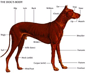 BODY OF A DOG - Pets Cute and Docile