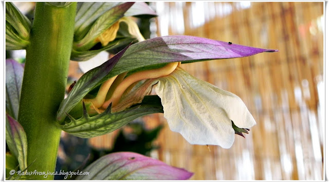 NaturAranjuez: ACANTO - Acanthus mollis