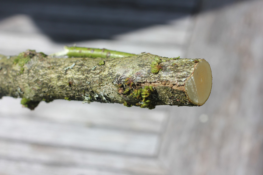 DIY Wood Buttons - Repeat Crafter Me