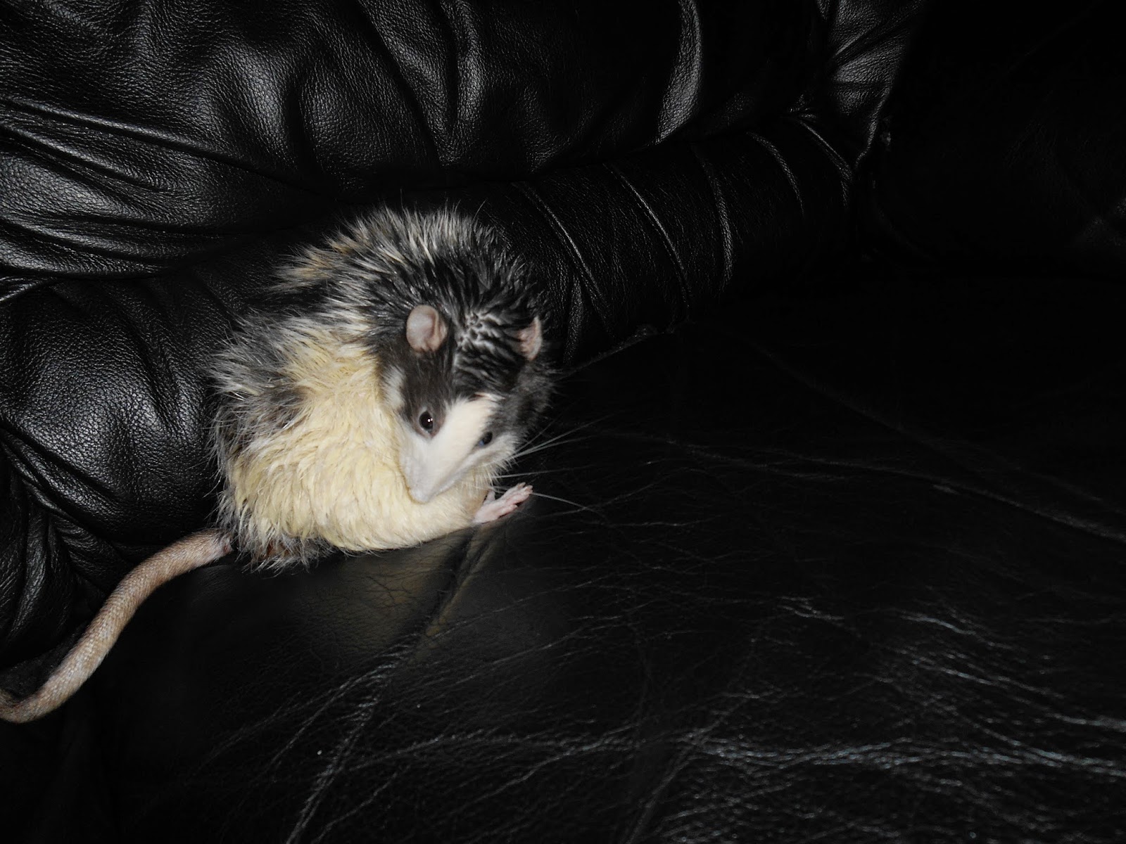 Dark Thoughts: Weekly Rat Facts: Buck Grease and Baths