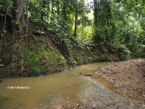 The rainforests of Borneo & Southeast Asia: Exploring at Batang Lupar ...