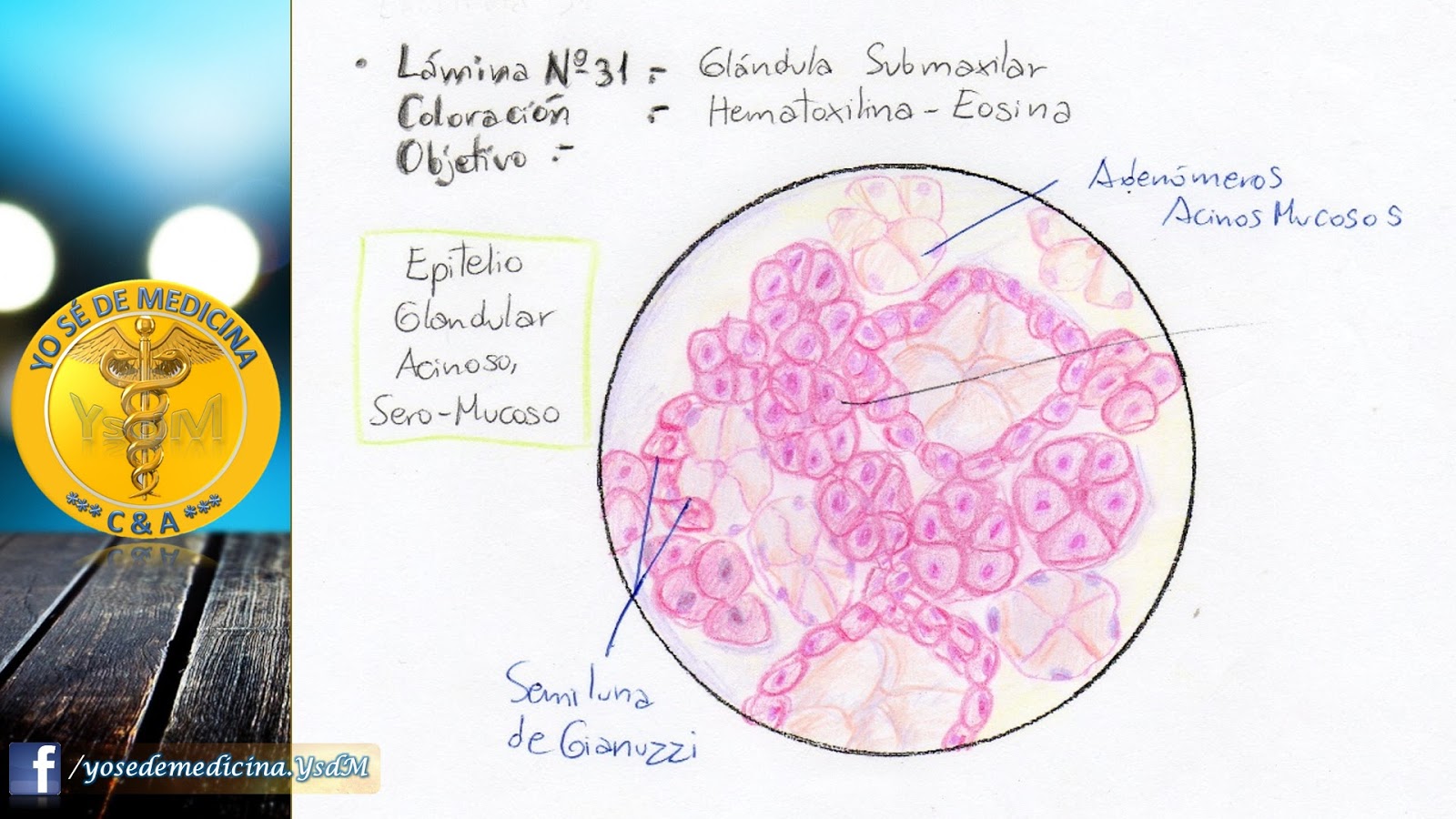 Yo sé de Medicina: Atlas de Histología YsdM - Capítulo: Tejido ...