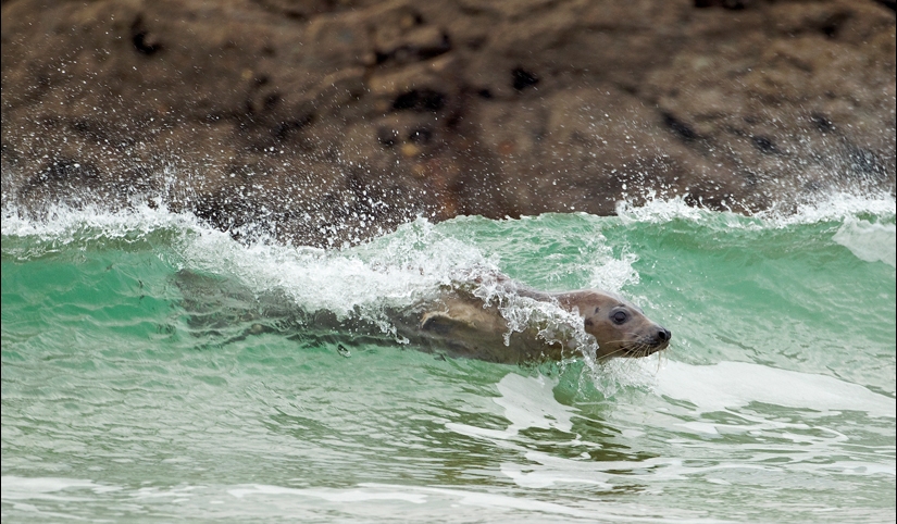 Animales fotografiados en momentos mágicos : DESDE LA REPÚBLICA DOMINICANA