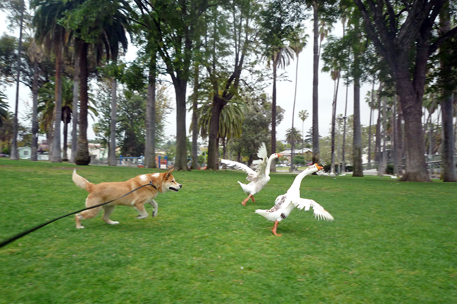 Doggy du Jour: Chasing Geese