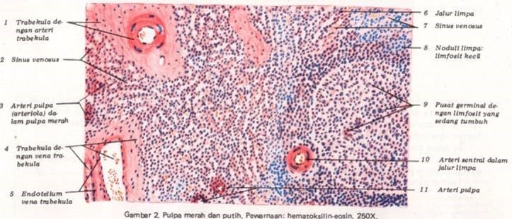 Lien atau Limpa - BIOLOGI KEHIDUPAN