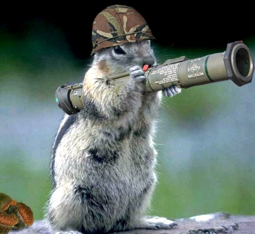 Funny Animals: Funny Animal With Guns