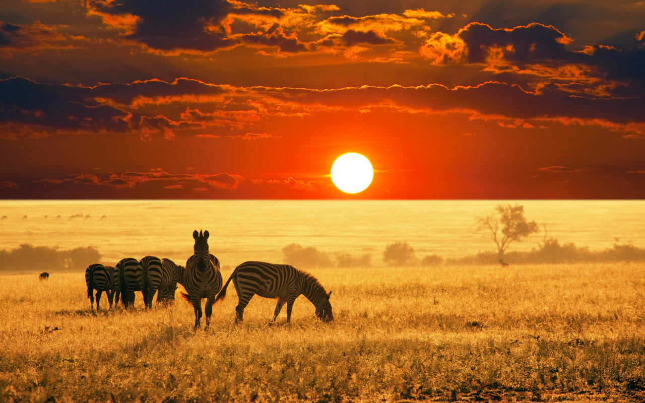 Zebre, Savana Africana ~ Imagini Desktop