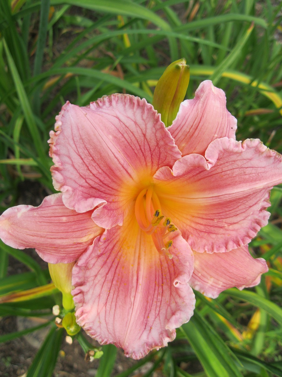 Plants and Stones: Still More Daylilies