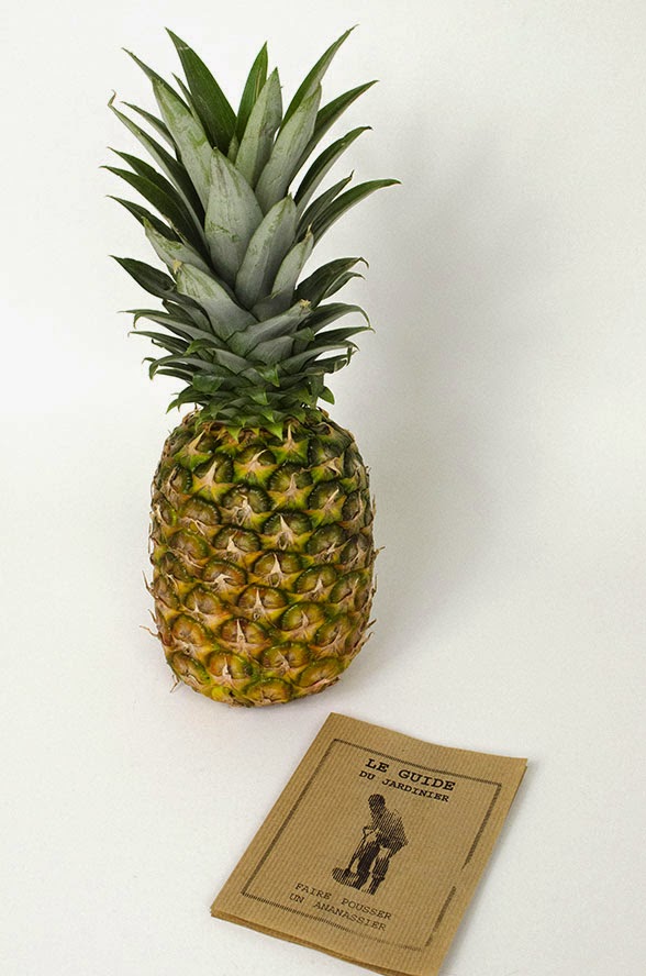 L'ananassier | Jessica PARADIS