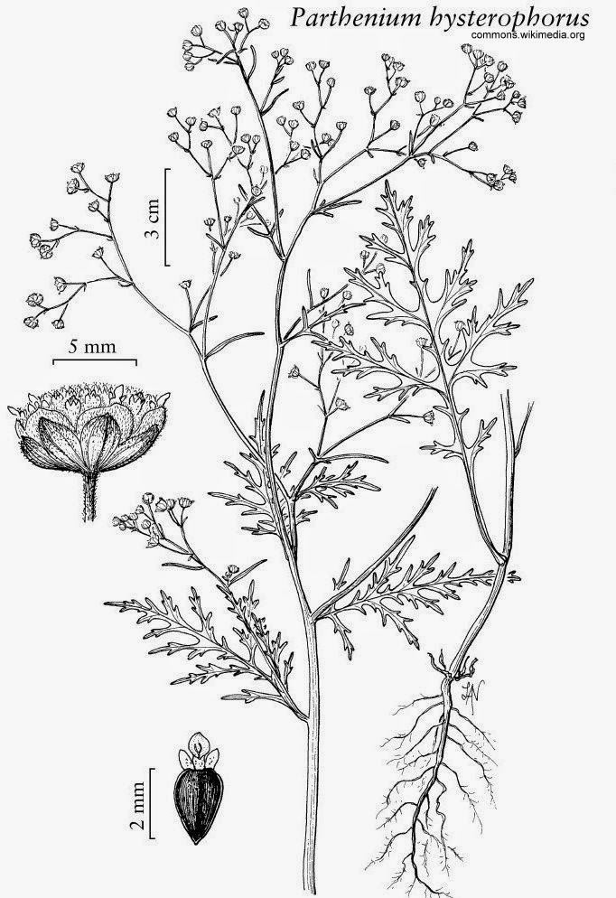 Ongzi's SecretGarden: Parthenium hysterophorus