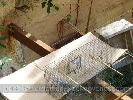 Practical Gardening: Homemade Bird Trap - Pre-Baiting Sparrows