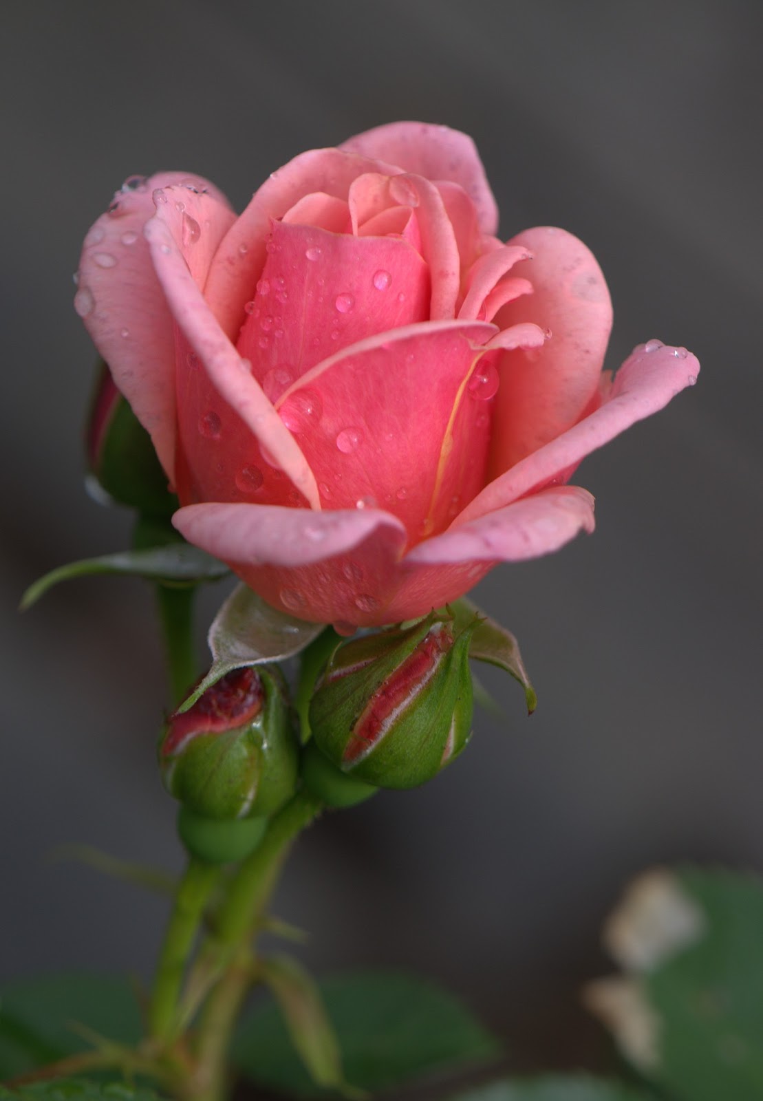 I never promised you a rose garden - Mina rosor : Min egen ros