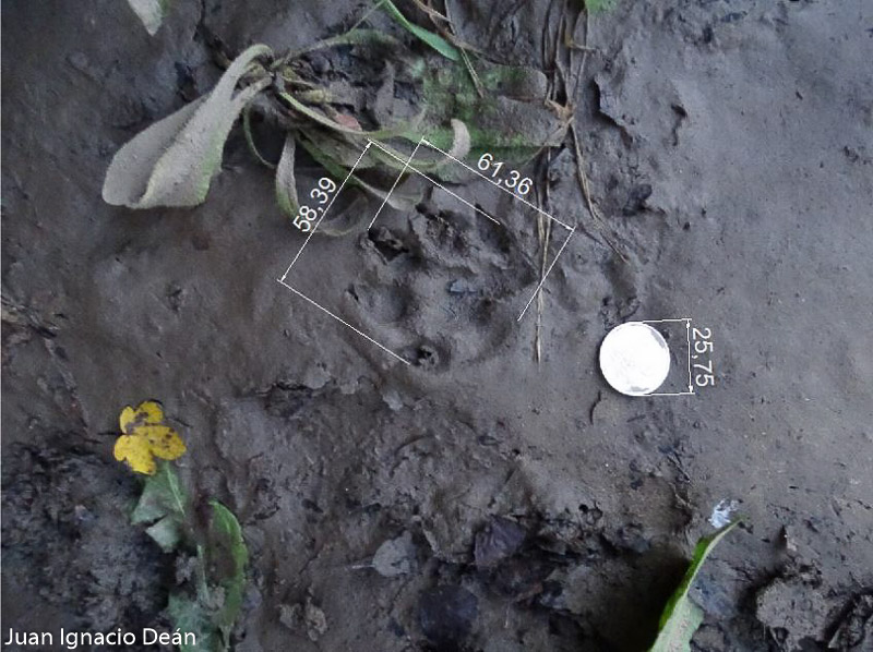 Mamíferos de Navarra