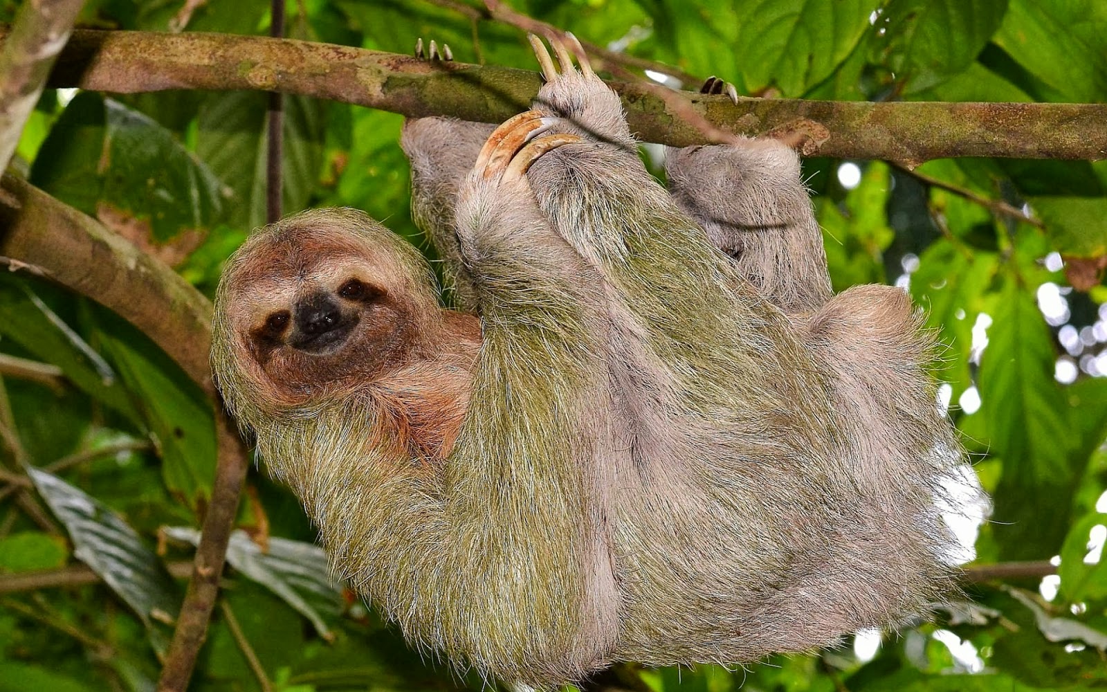 3HD wallpaper: Tree sloth