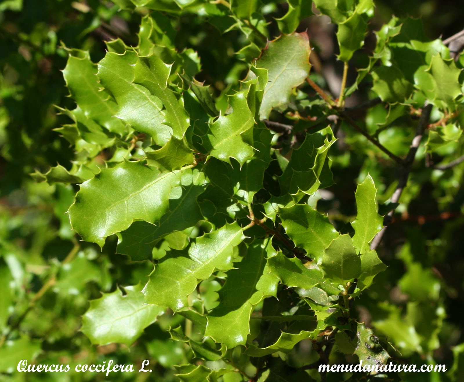 Menuda Natura: Quercus coccifera L.