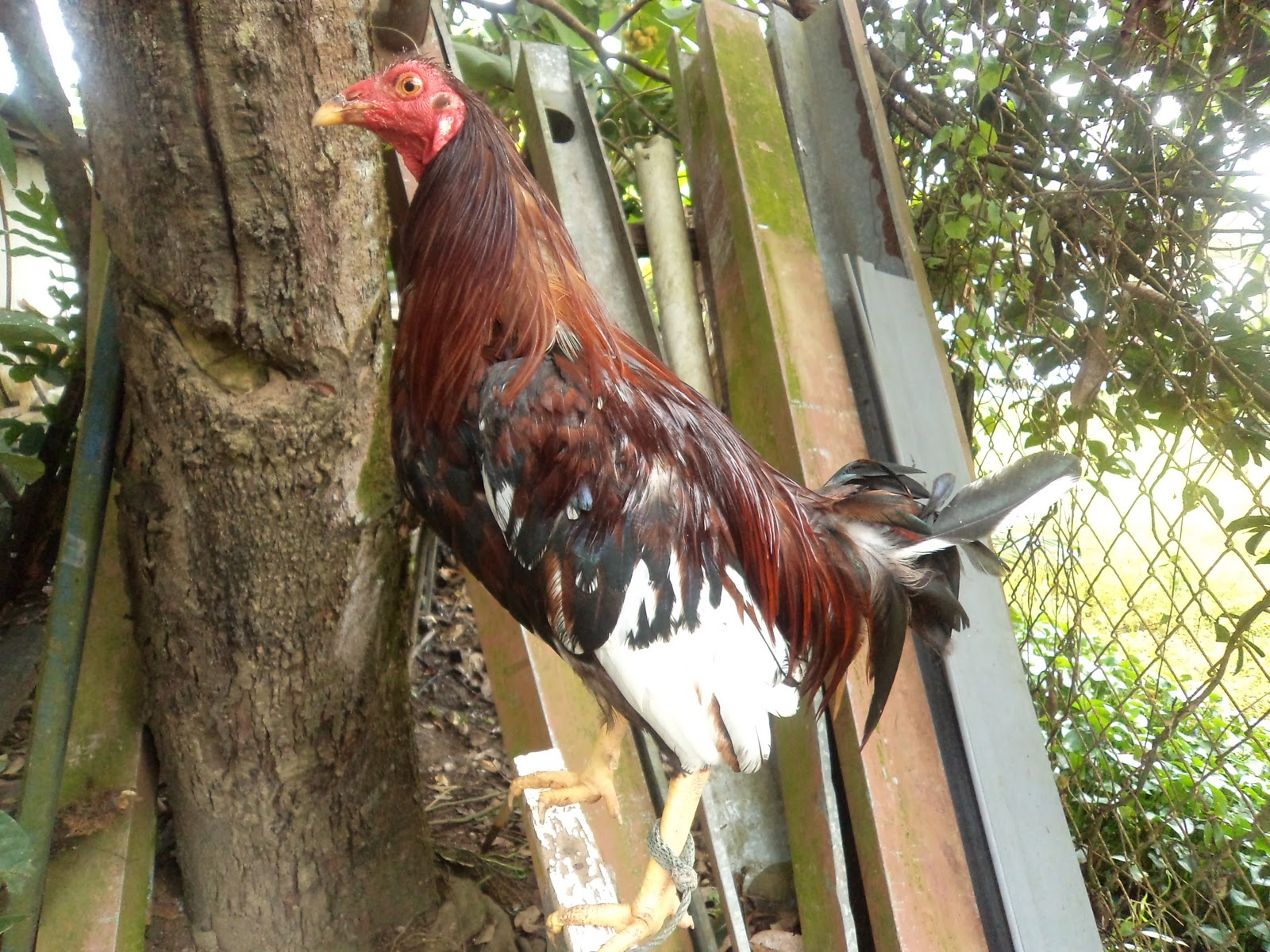 Sarawak Gamefowl Farm: Red Mark (Kelso 1/2, Lemon 1/2) - Broodcock x1 ...