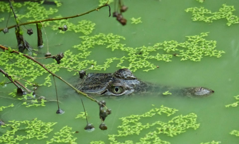 Our Habitats: Sepik River Cruise - Tumbuna Stori in Ambunti