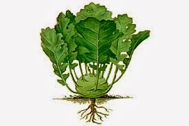 Farmacia Domnului: Gulia, o legumă bogată în vitamina C și antioxidanți