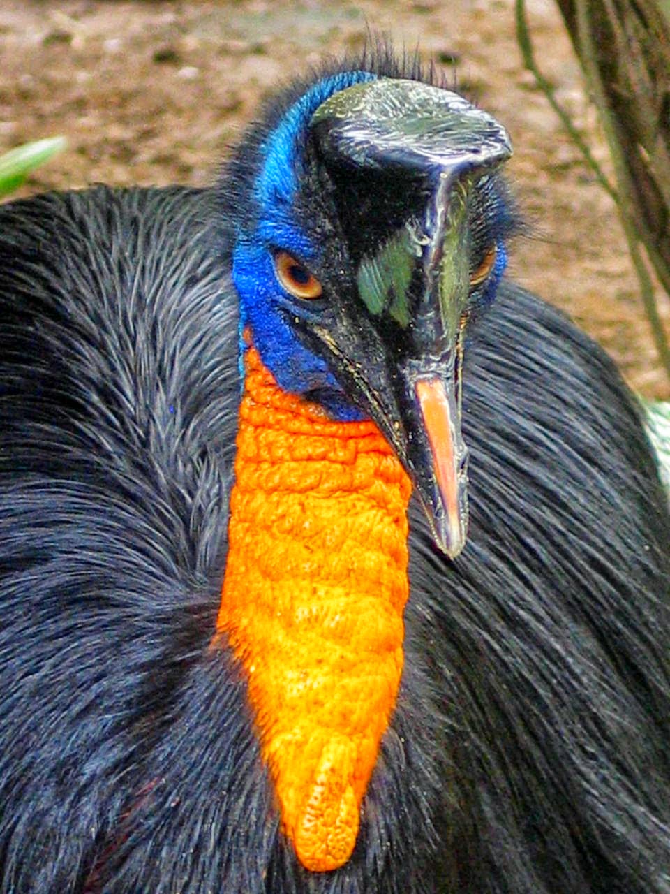 CASSOWARY photos - wallpapers (ανανεωμένο) | the fun bank