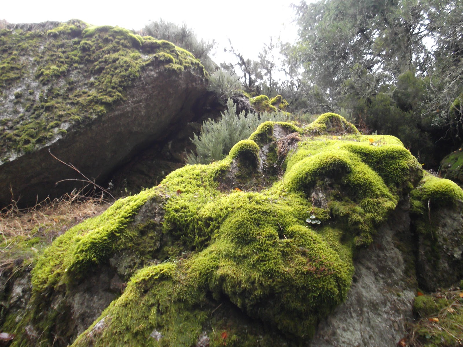 Chá de Limonete: novembro 2012