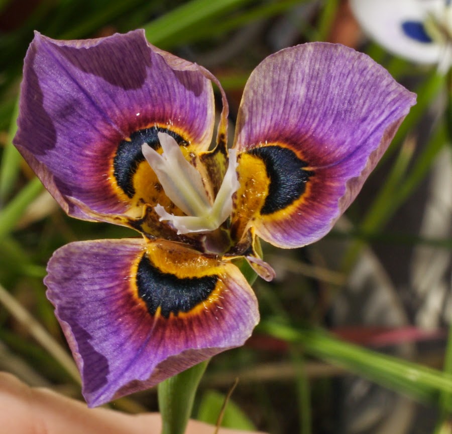 Growing Cool Plants: New Moraea Hybrids, 2015