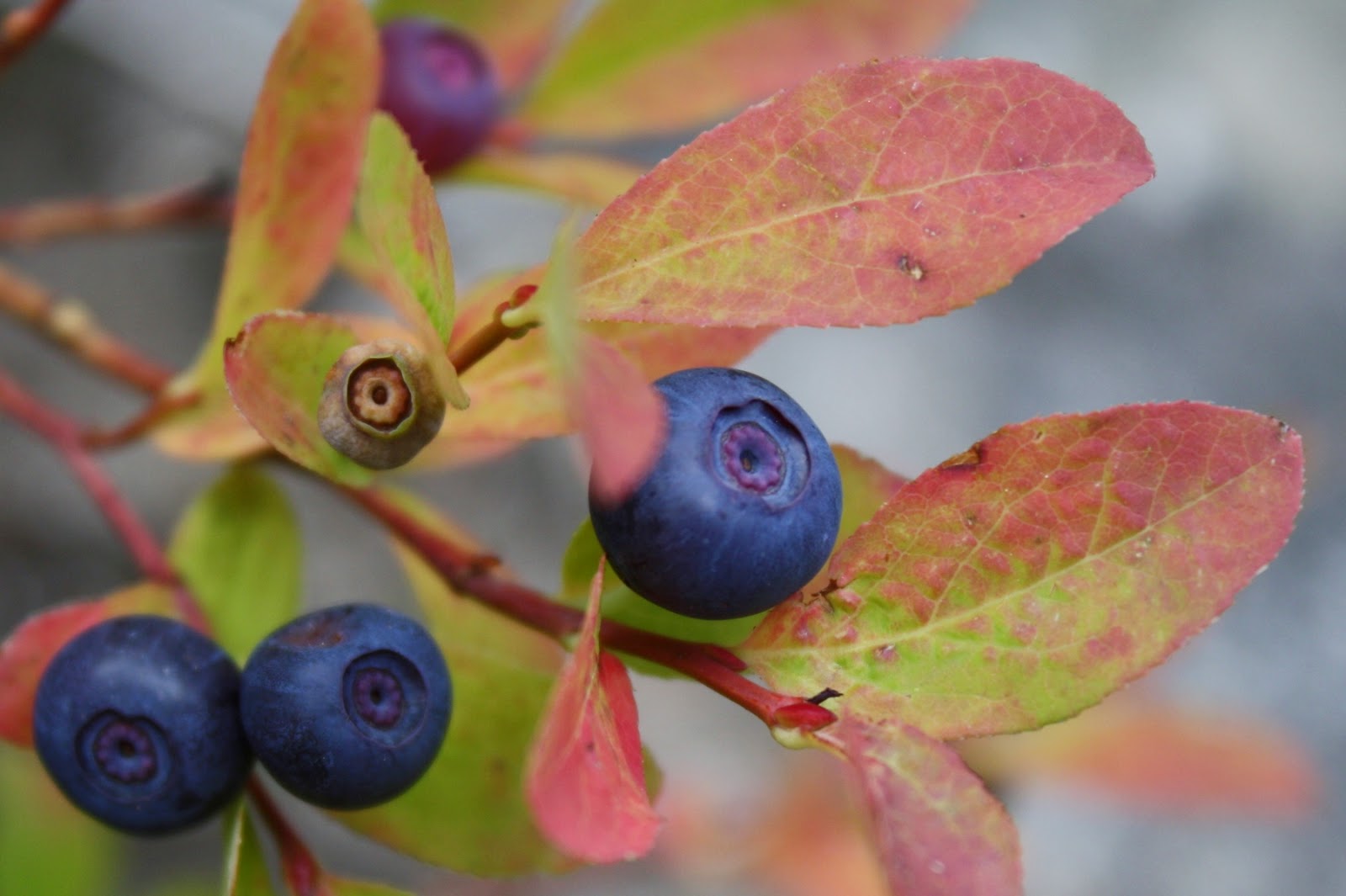 Living and Dyeing Under the Big Sky: Huckleberries in the Beartooths