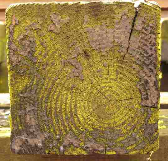 Bansal's Wiki: Defects in wood