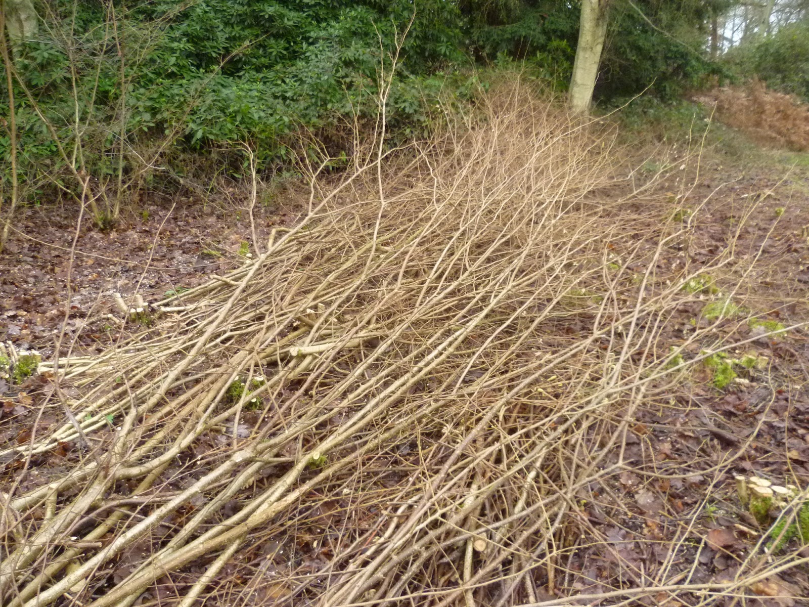 Worcester College Gardeners 2009-2018: Coppicing Hazel And Silver Birch