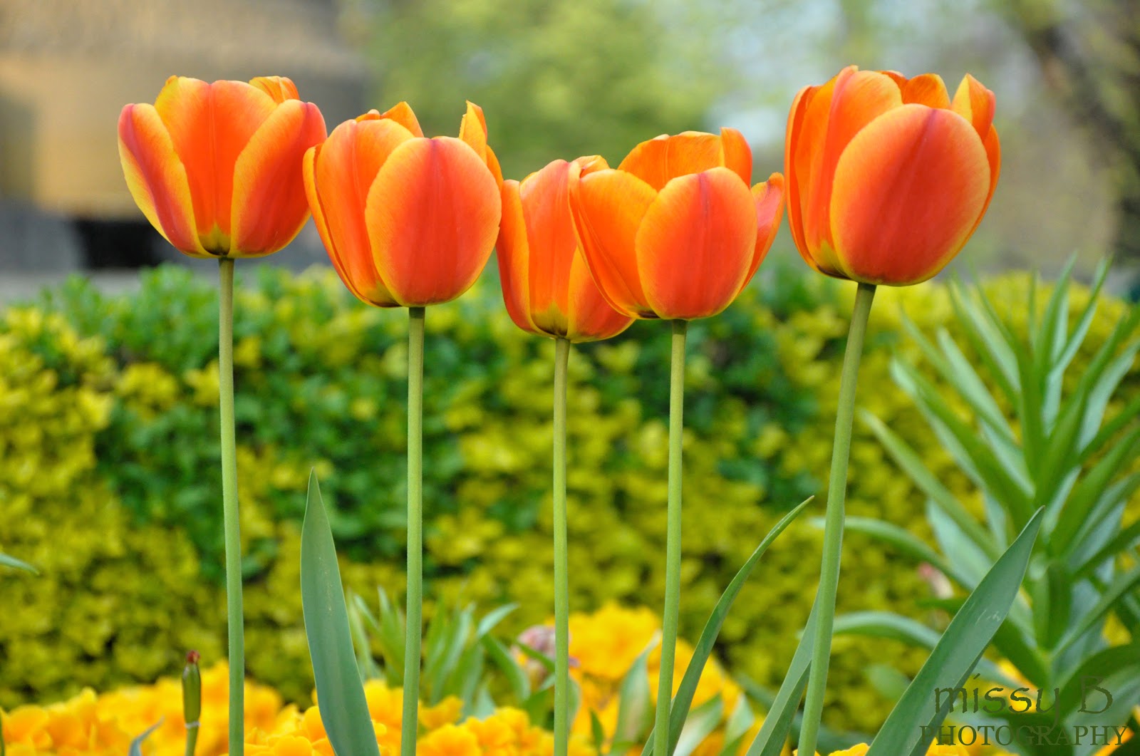 missy b photography: Edinburgh, Scotland