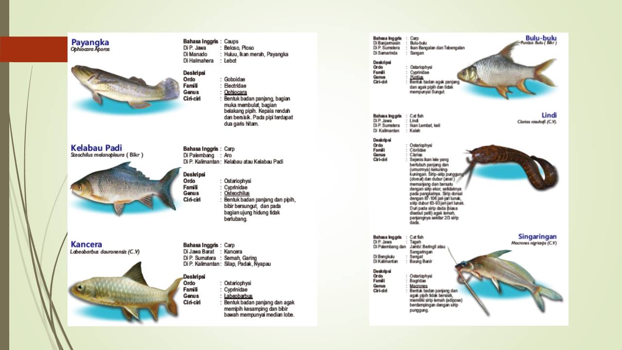 KOMUNITAS PENYULUH PERIKANAN: Klasifikasi dan Diskripsi Jenis Ikan Budidaya