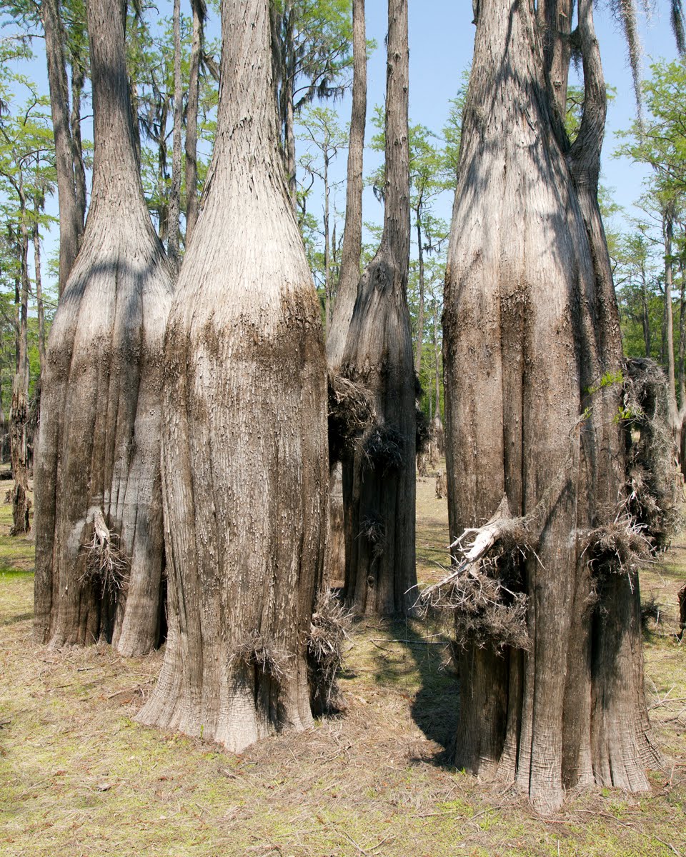 Flimsy Cups: Swamp Rat